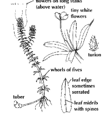 Diagram of Hydrilla | Manchaug Pond Foundation