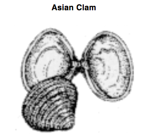 Asian Clam Diagram | Manchaug Pond Foundation