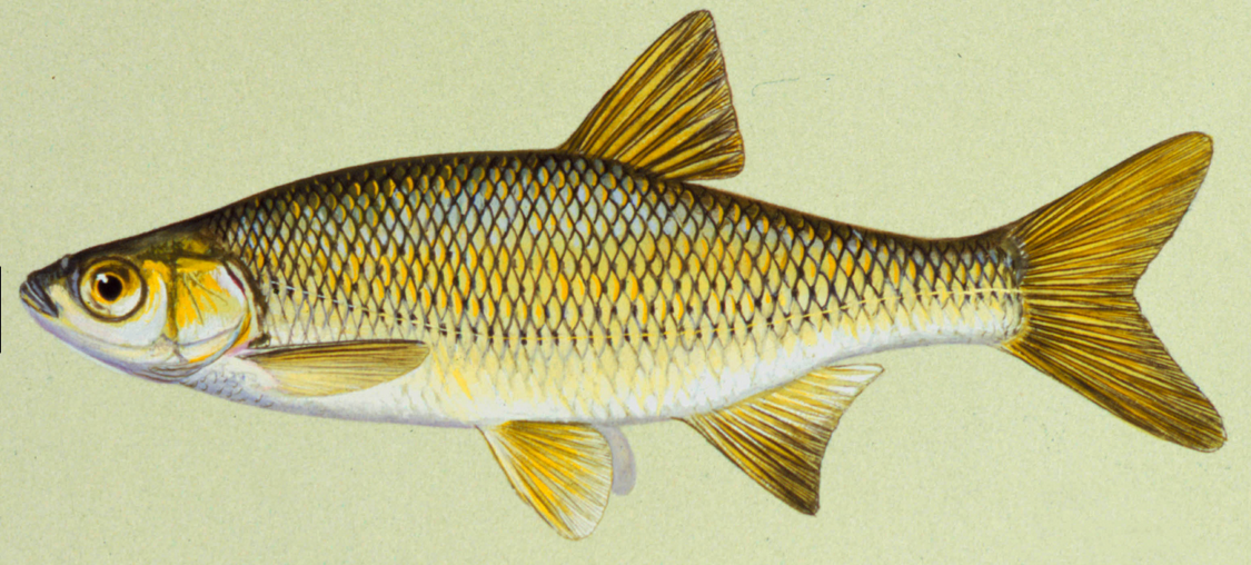 Golden shiner | Manchaug Pond Foundation
